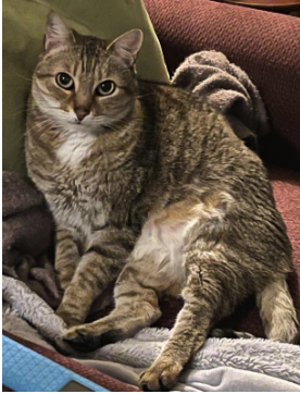 Lost Cat, Gray/Brown Tabby with white bib marking in Carthage UPDATE ...