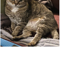 Lost Cat, Gray/Brown Tabby with white bib marking in Carthage UPDATE ...
