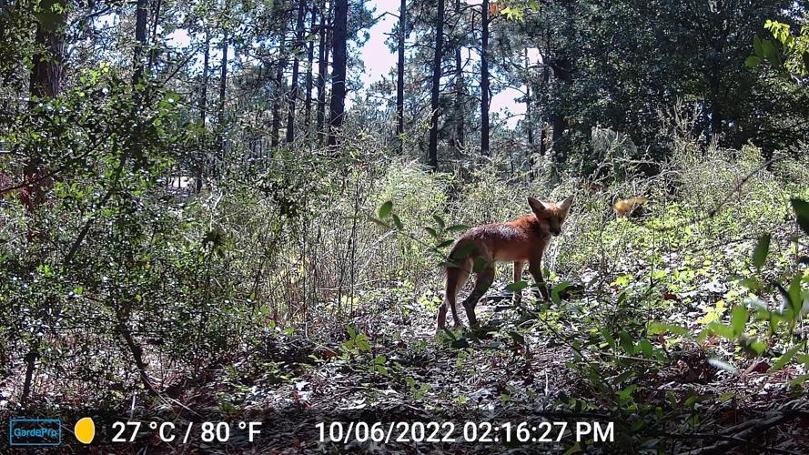 Volunteers Step in to Help Red Foxes | News | thepilot.com