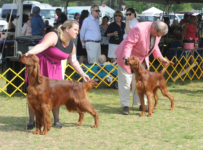 Capturing Canines: Scenes From the 42nd All-Breed Dog Show in Pinehurst ...