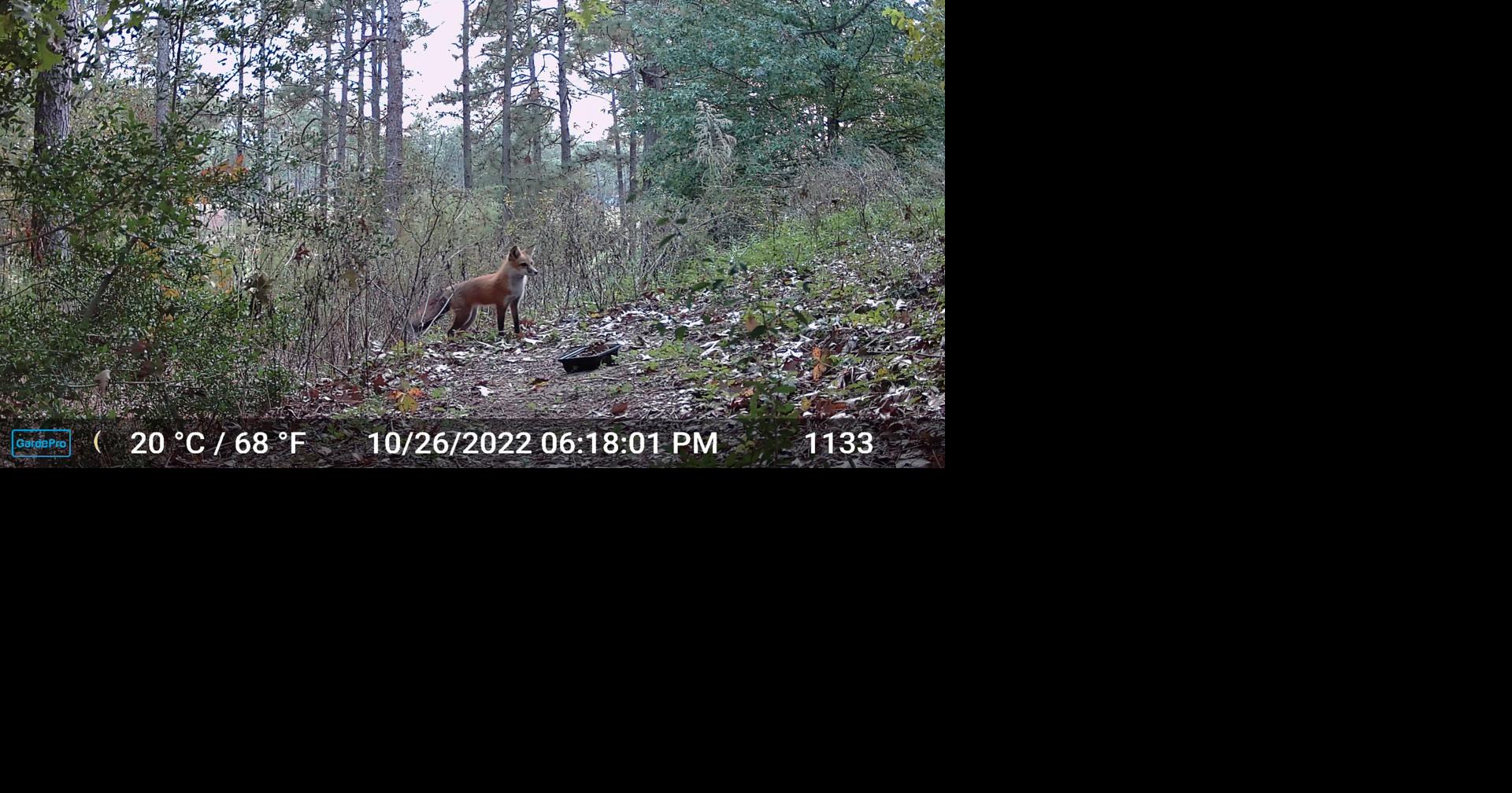 Volunteers Step in to Help Red Foxes | News | thepilot.com
