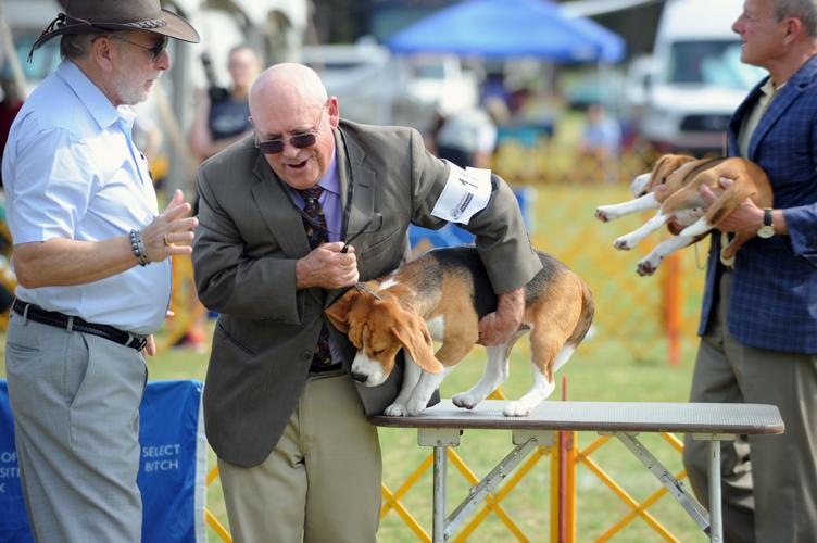 Capturing Canines: Scenes From the 42nd All-Breed Dog Show in Pinehurst ...