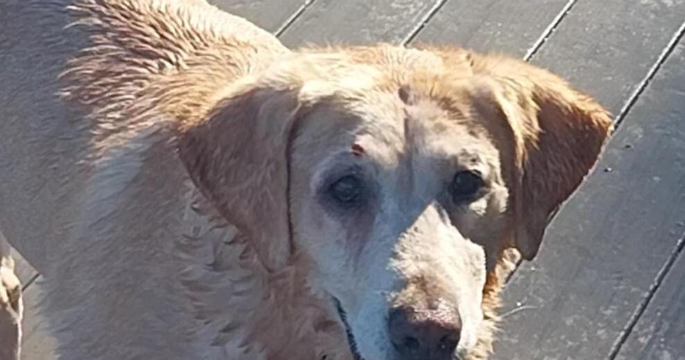 Lost Dog, Older Yellow Lab in Seven Lakes UPDATE: HOME | Pets ...
