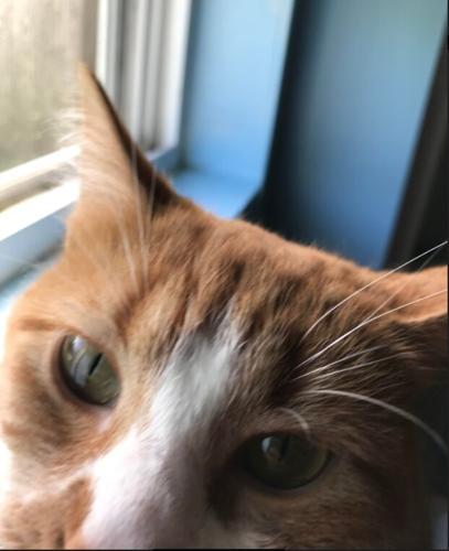 Lost Cat, Orange and White Cat in Aberdeen (Ray's Mill Pond area ...