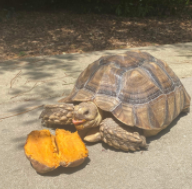 Lost Tortoise, Pet Tortoise in Pinehurst (Oakmont Circle area) UPDATE ...