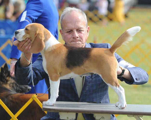 Capturing Canines: Scenes From the 42nd All-Breed Dog Show in Pinehurst ...