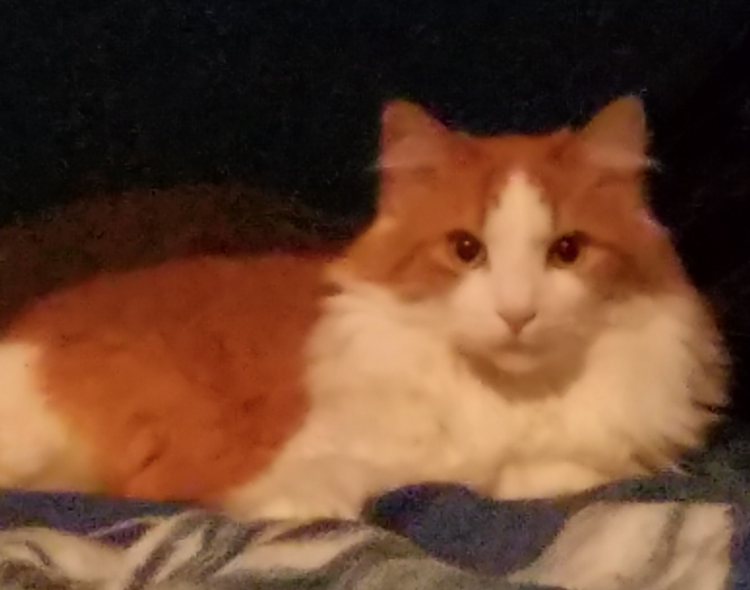 Lost Cat, Orange and White Cat in Southern Pines UPDATE: FOUND | Pets ...