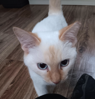Lost Cat, White/Tan Siamese Cat in Carthage UPDATE: FOUND | Pets ...