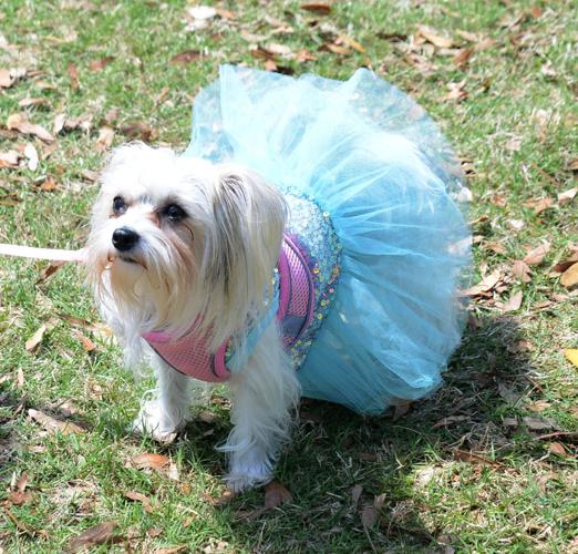 6th Annual Sandhills Dog Fair | Gallery | thepilot.com