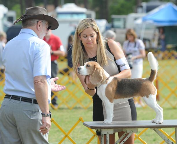 Capturing Canines: Scenes From the 42nd All-Breed Dog Show in Pinehurst ...