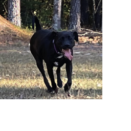Lost Dog, Black Lab Mix in Jackson Springs UPDATE: HOME | Pets ...