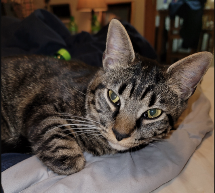 Striped Tabby