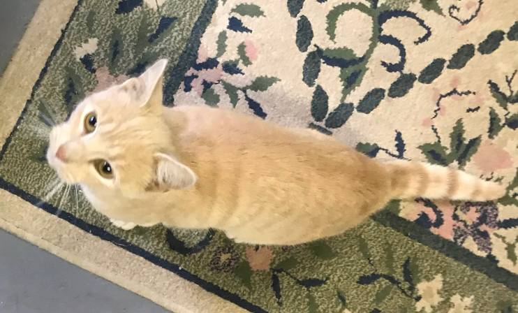 Found Cat, Buff Orange Tabby in Southern Pines | Pets | thepilot.com