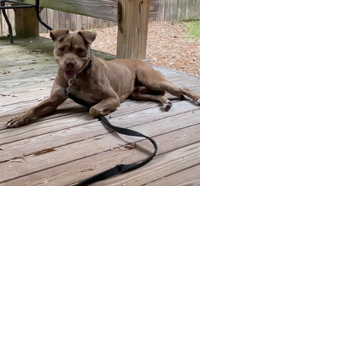 Found Dog, Tan Brown Lab Mix in Southern Pines | Pets | thepilot.com