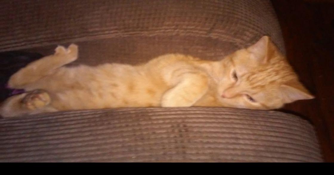 Lost Pet: Male, Orange Tabby Cat in Southern Pines | Pets | thepilot.com