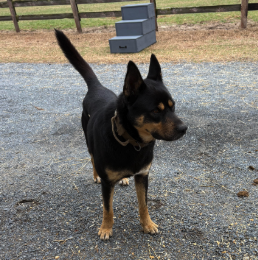 Found Dog, Shepherd Mix in Southern Pines | Pets | thepilot.com
