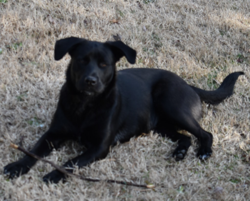 Lost Dog, Black Lab Mix in Aberdeen | Pets | thepilot.com