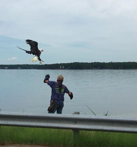 Bald Eagle Rescue and Release at Lake Auman | News | thepilot.com