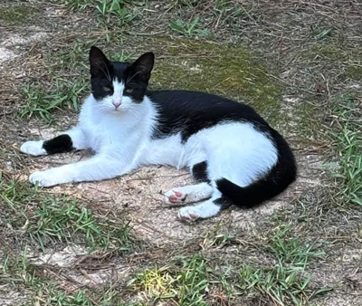 Lost Cat, Black and White Cat in Southern Pines UPDATE: FOUND | Pets ...