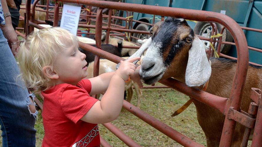 Malcolm Blue Festival | Gallery | thepilot.com
