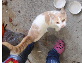 Found Cat, White and Buff Cat in Vass | Pets | thepilot.com