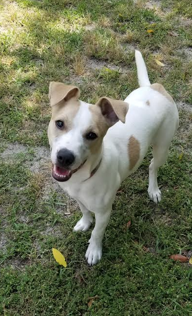 Pet of the Week: Benji | Features | thepilot.com