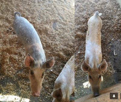 Found Pigs, Two Pigs in Carthage | Pets | thepilot.com