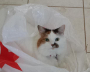 Lost Cat, Mostly White Calico Cat in Foxfire | Pets | thepilot.com