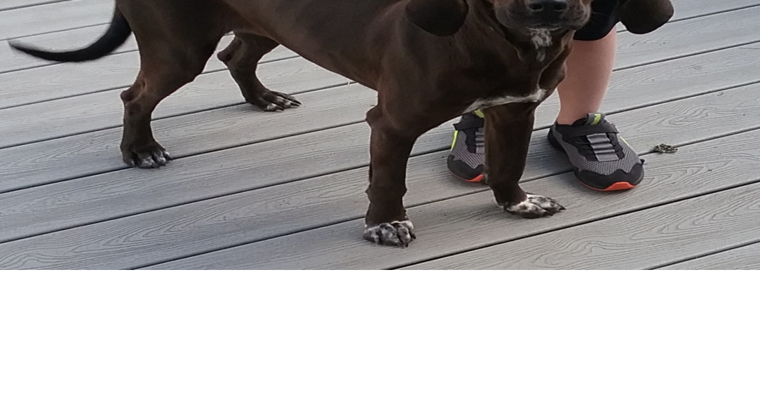 Found Dog, Brown Lab Mix in Carthage | Pets | thepilot.com