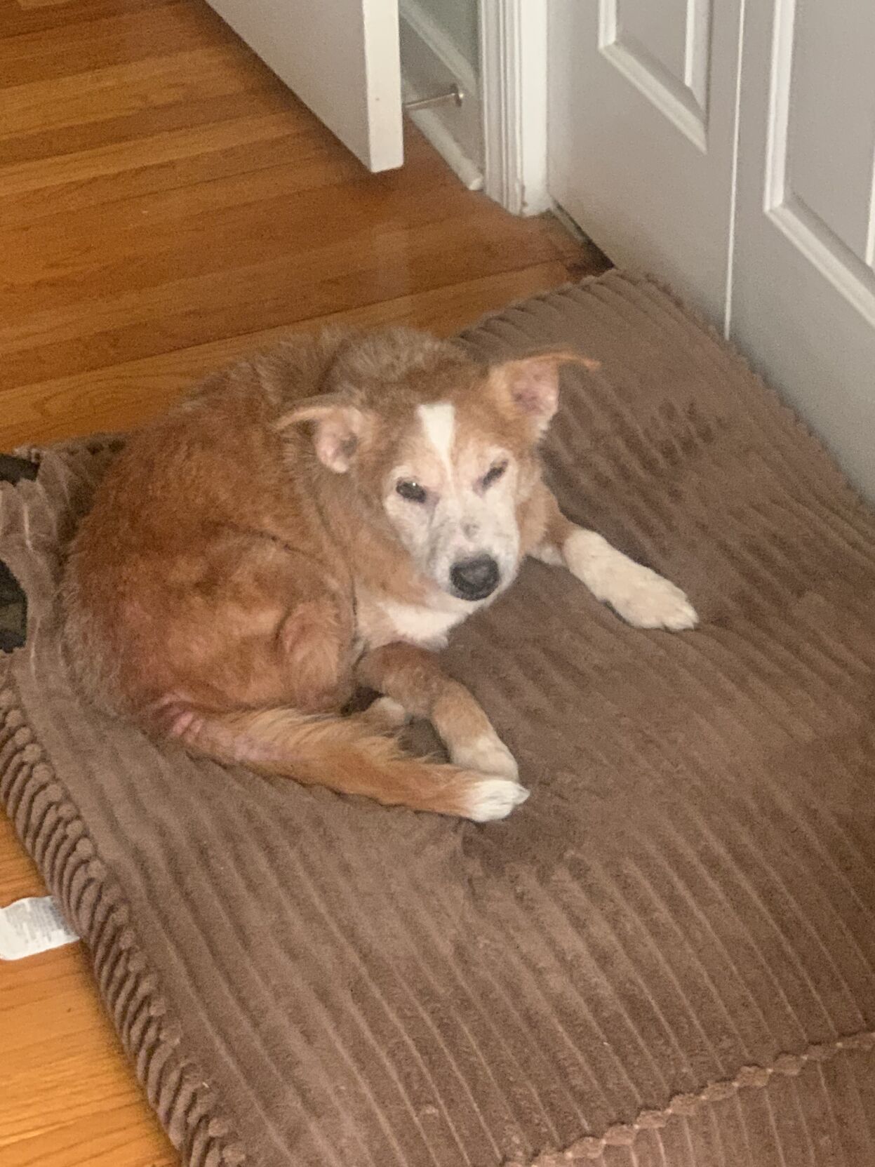 Found Dog, Brown and White Mutt in Aberdeen, UPDATE HOME | Pets ...