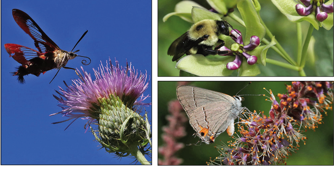 Create Your Own Pollinator Paradise | Features | thepilot.com