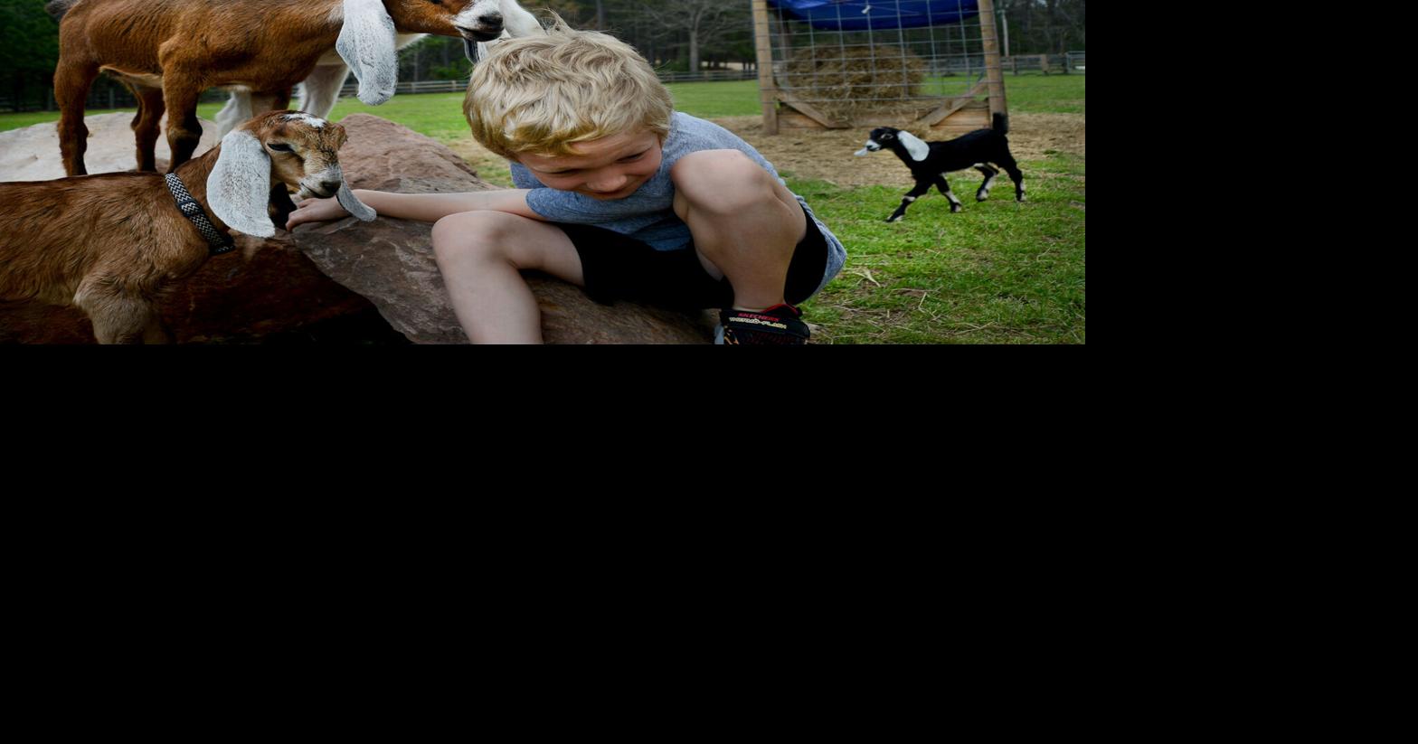 Goat Snuggle | Gallery | thepilot.com