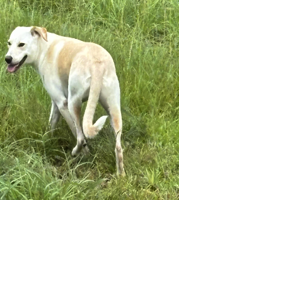 Found Dog, Yellow Lab Mix in Carthage UPDATE: FOUND | Pets | thepilot.com