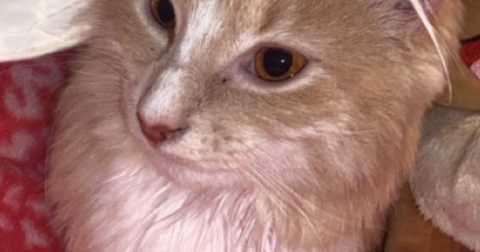 Lost Cat, Longhaired Buff Orange Cat in Cameron (Harnett County) REWARD ...