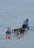 Mush! with Noggin the Sled Dog (and her human) at the PPL during the ...