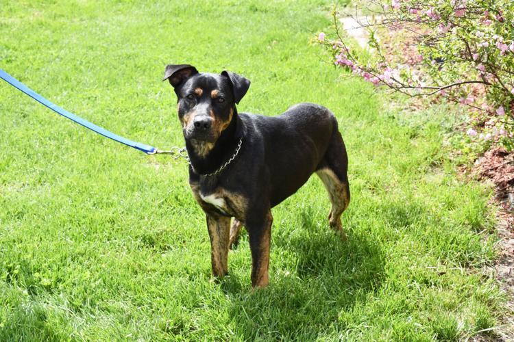 Starke County Humane Society Pets of the Week | News | thepilotnews.com