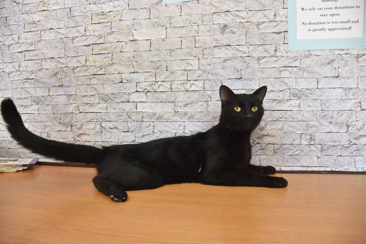 Starke County Humane Society Pets of the Week | News | thepilotnews.com