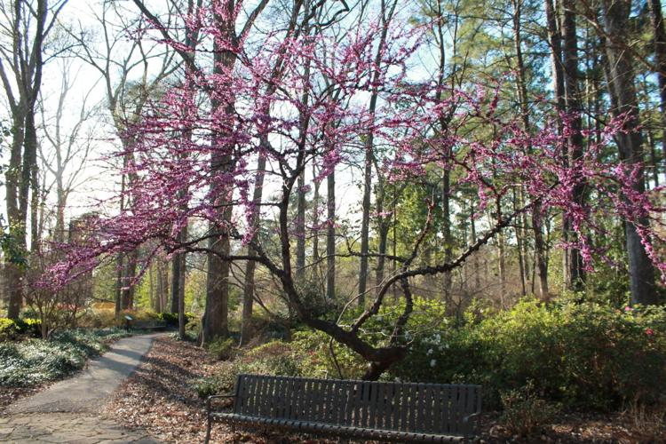 Azalea Trails, Mize Azalea Garden Set to Open for Tours | News ...