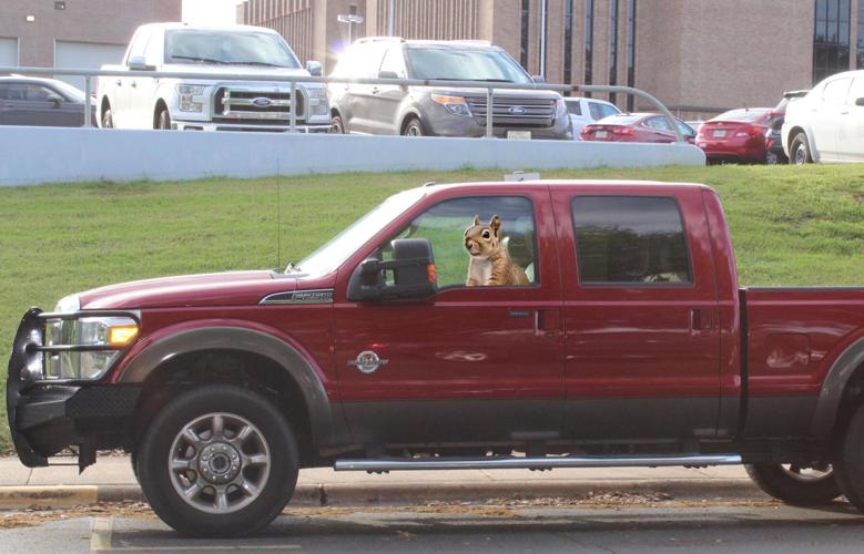 Squirrels spotted in vehicles around campus | Multimedia | thepinelog.com