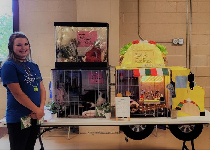 Results are in for the Whitley County 4-H Cat Show | News ...