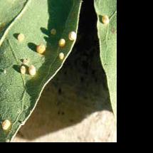 A look at jumping oak galls | | thepostandmail.com