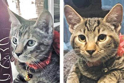 Adopt a pet: Meet Topaz and Jewel | Adopt A Pet | thepress.net