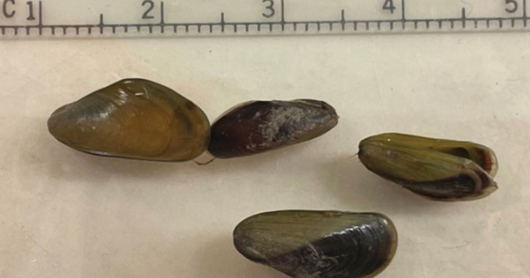 Invasive non-native golden mussel discovered in the Delta | News ...