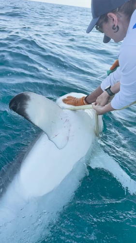 Rare 9-foot shark spotted 60 miles off Florida coast | National ...