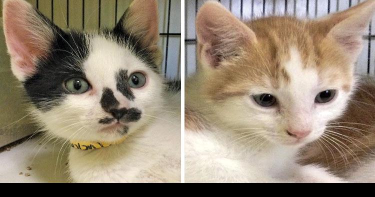 Adopt a pet: Meet Rusty and Tucker | Adopt A Pet | thepress.net