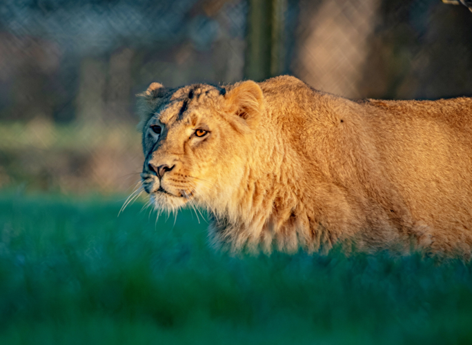 Zoo welcomes two of world’s rarest lions to save them from extinction ...