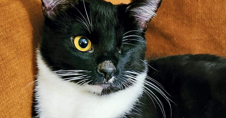 Meet Winston | Adopt A Pet | thepress.net