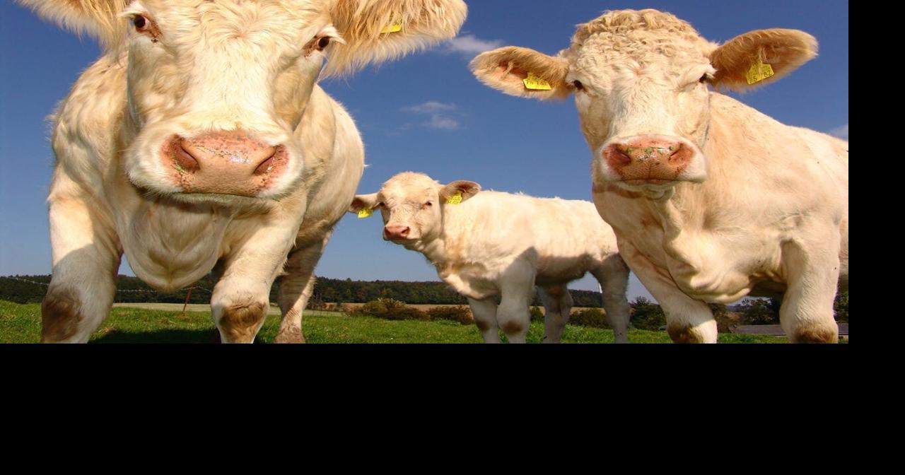 How bacteria from cows could help fight hospital superbugs | Health ...