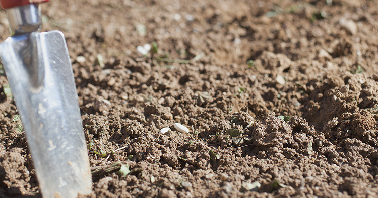 What to know about reseeding or replanting your lawn | Living | thepress.net