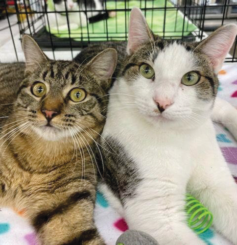 Adopt a pet: Meet Rascal and Teddy | Adopt A Pet | thepress.net